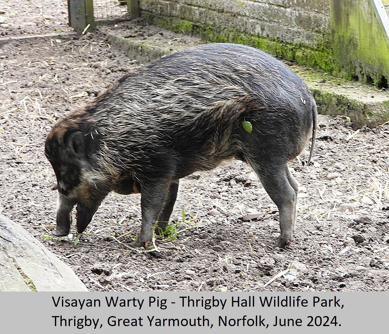 Visayan Warty Pig