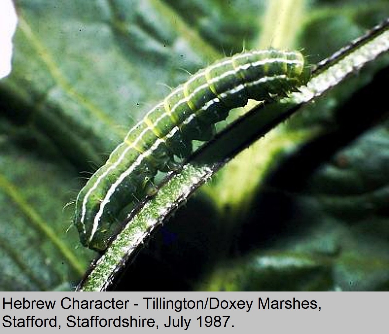 A Macro Moths 73.249 to 73.264