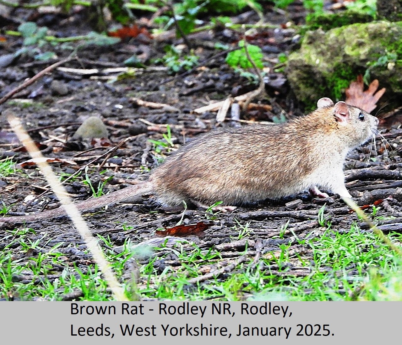 Brown Rat
