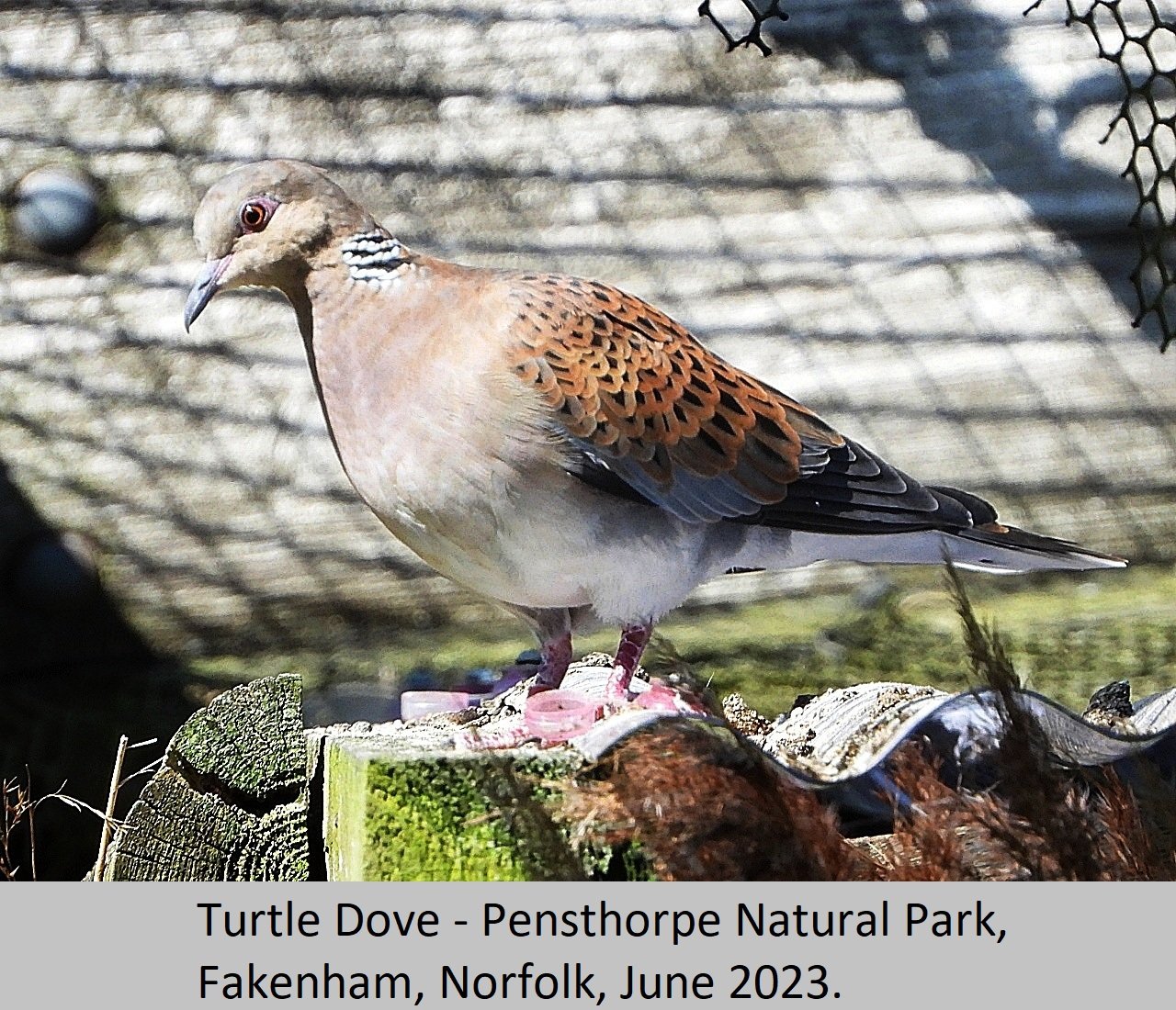 Turtle Doves