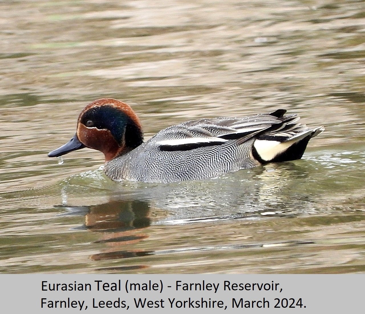 Eurasian Teal (Green-winged)