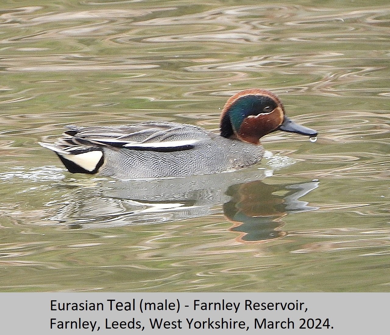 Eurasian Teal (Green-winged)