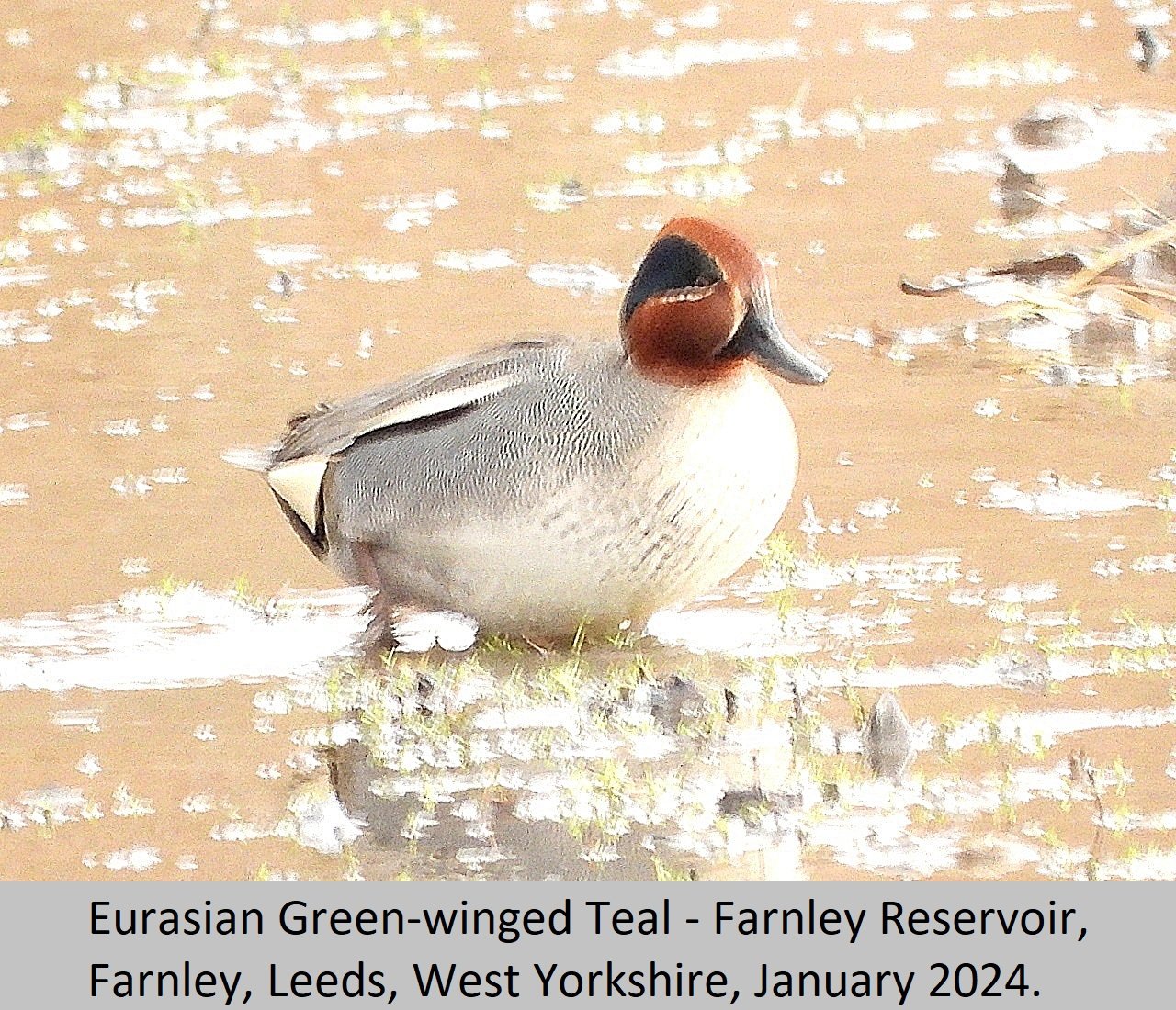 Eurasian Teal (Green-winged)