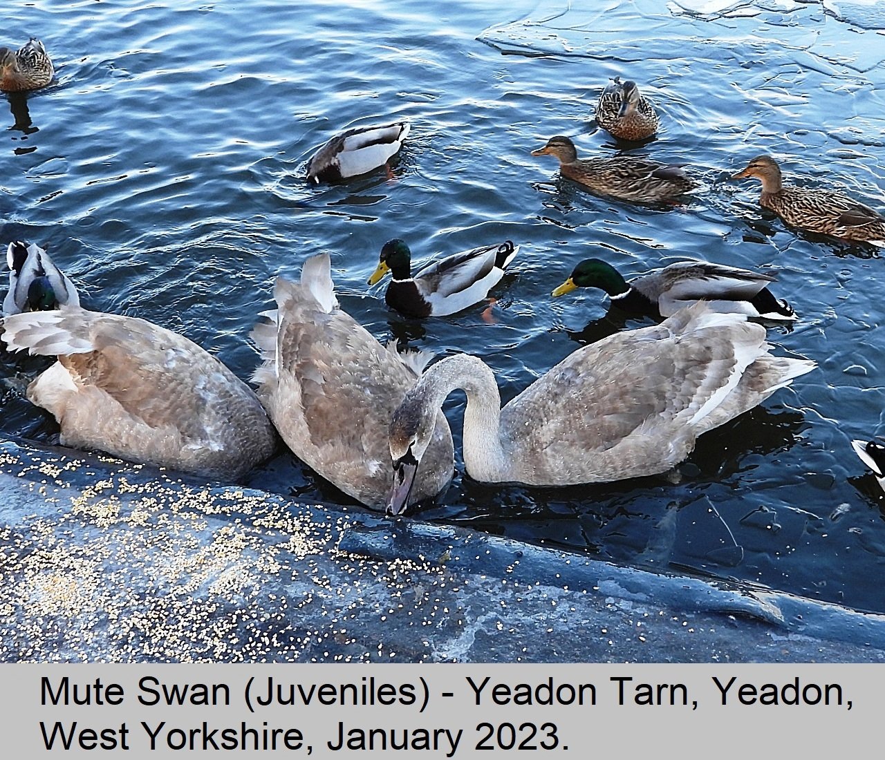 Mute Swans