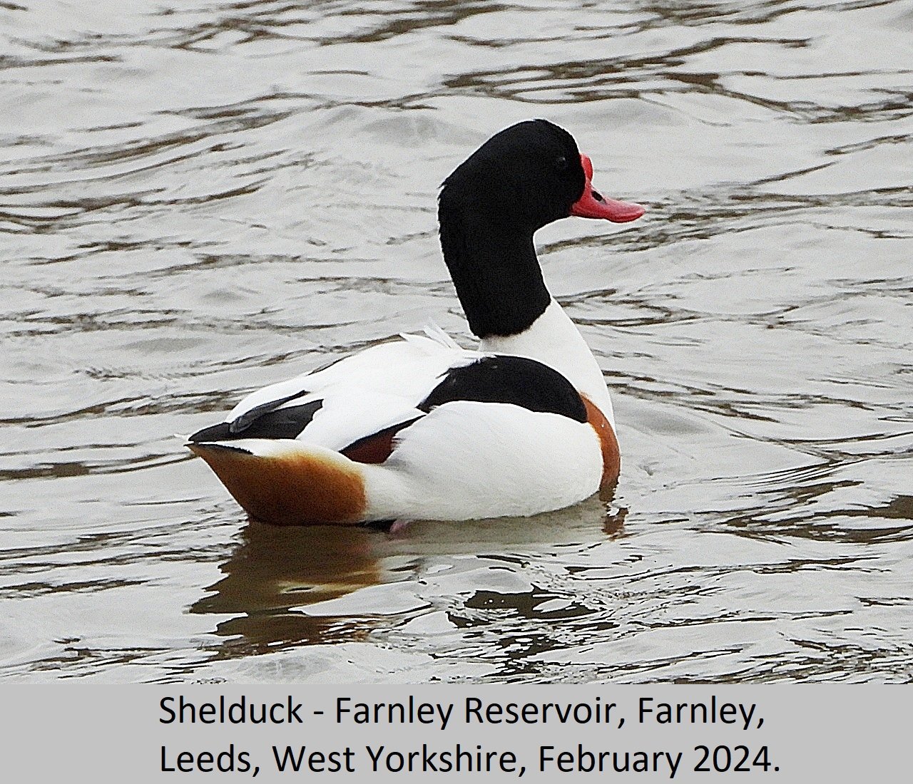 Shelducks