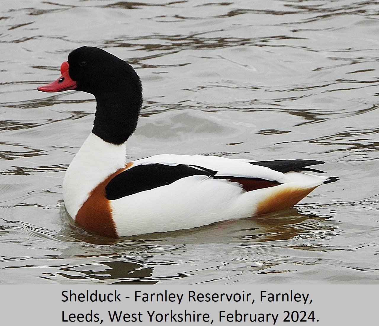 Shelducks