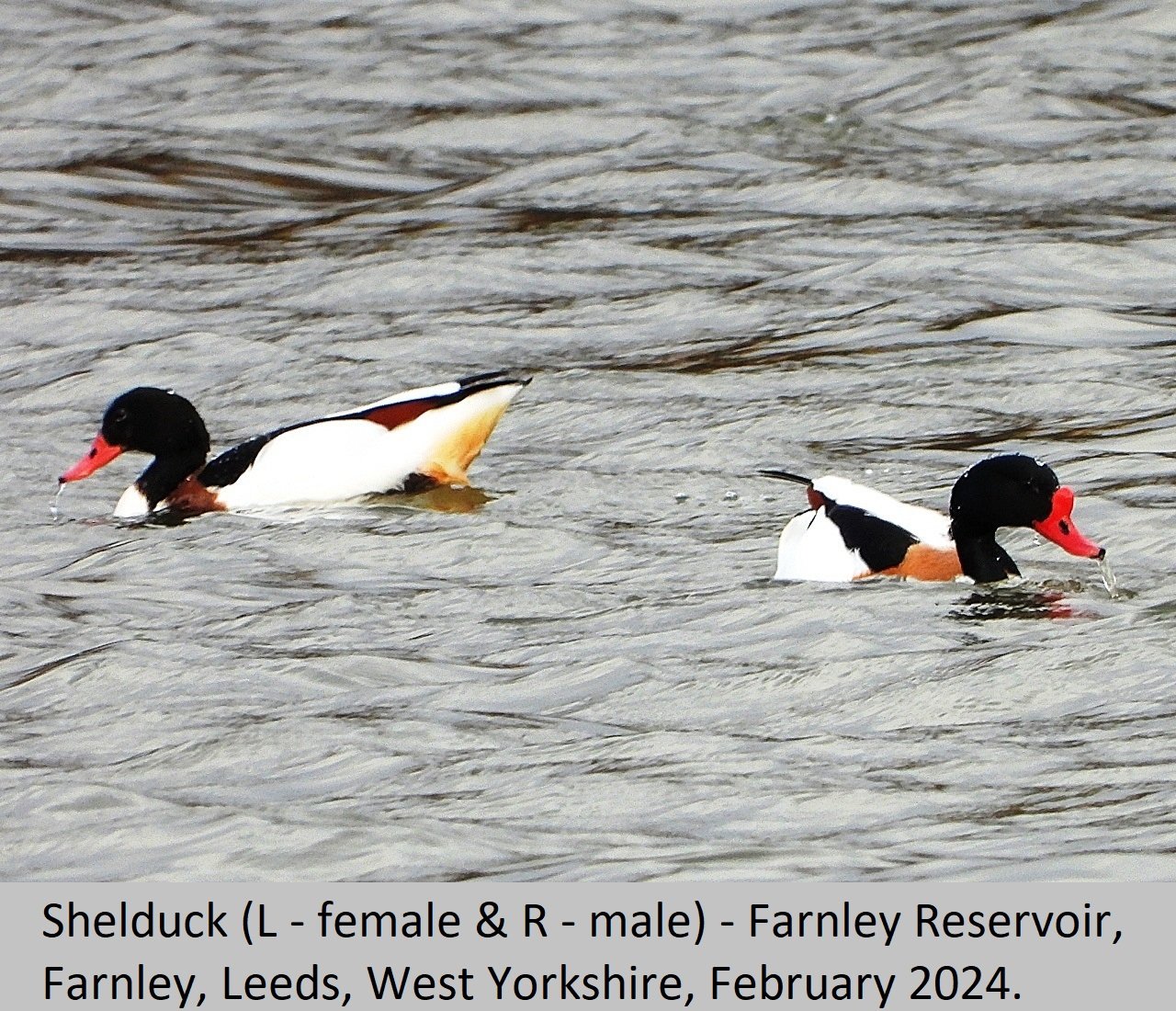 Shelducks