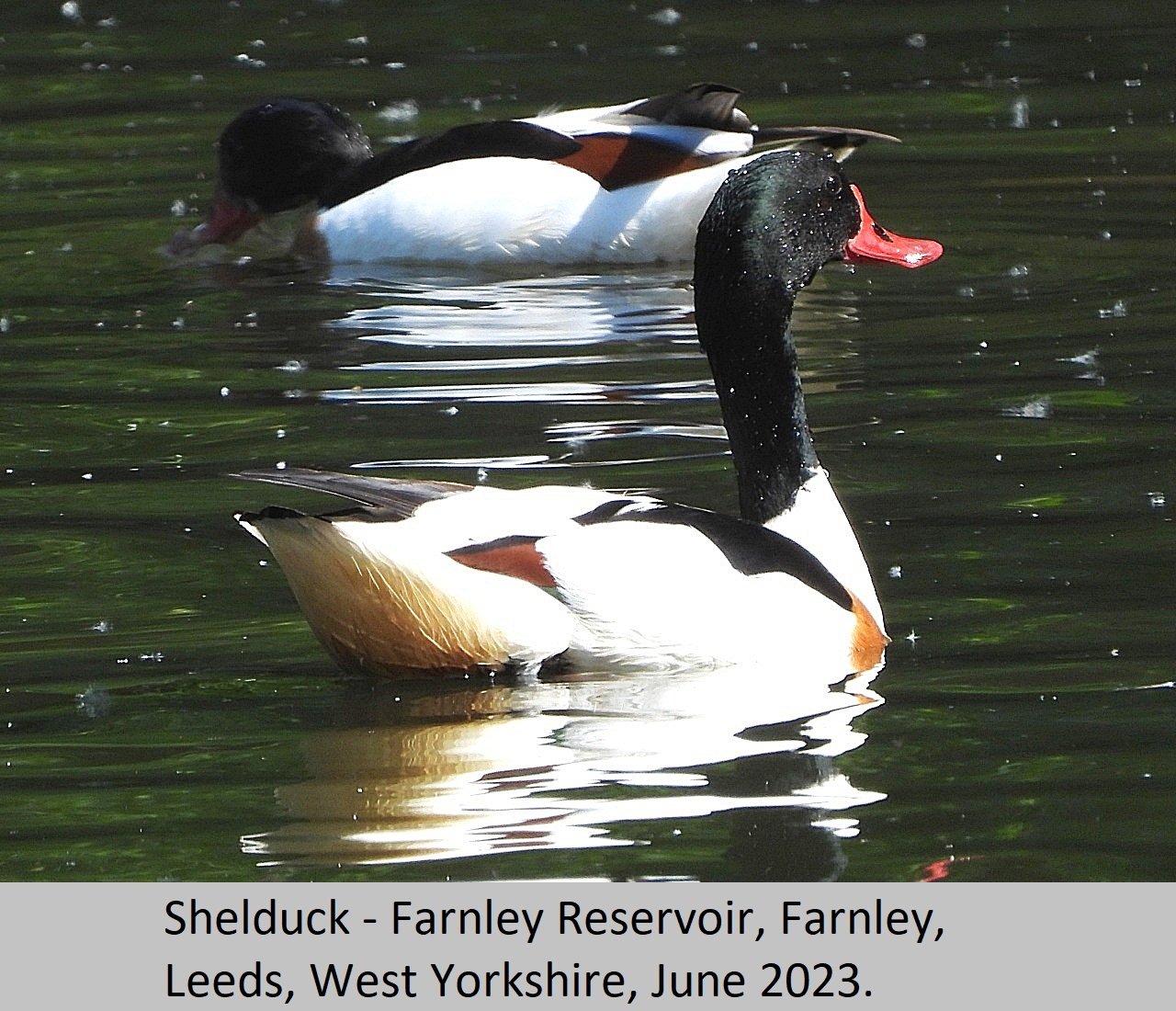 Shelducks