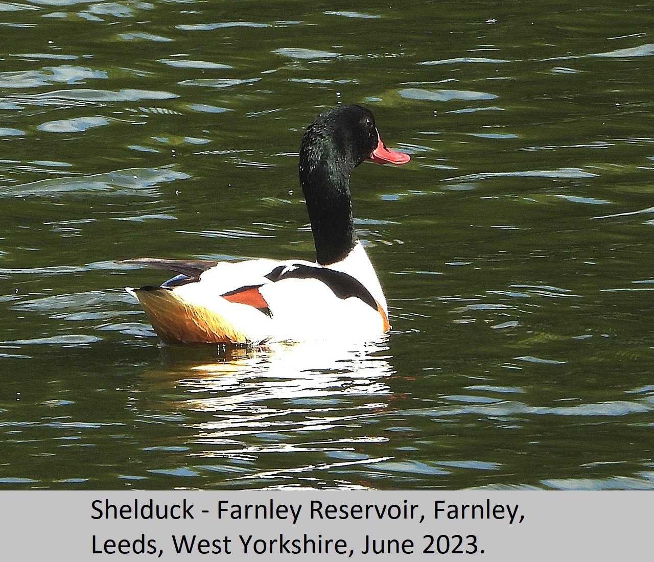 Shelducks