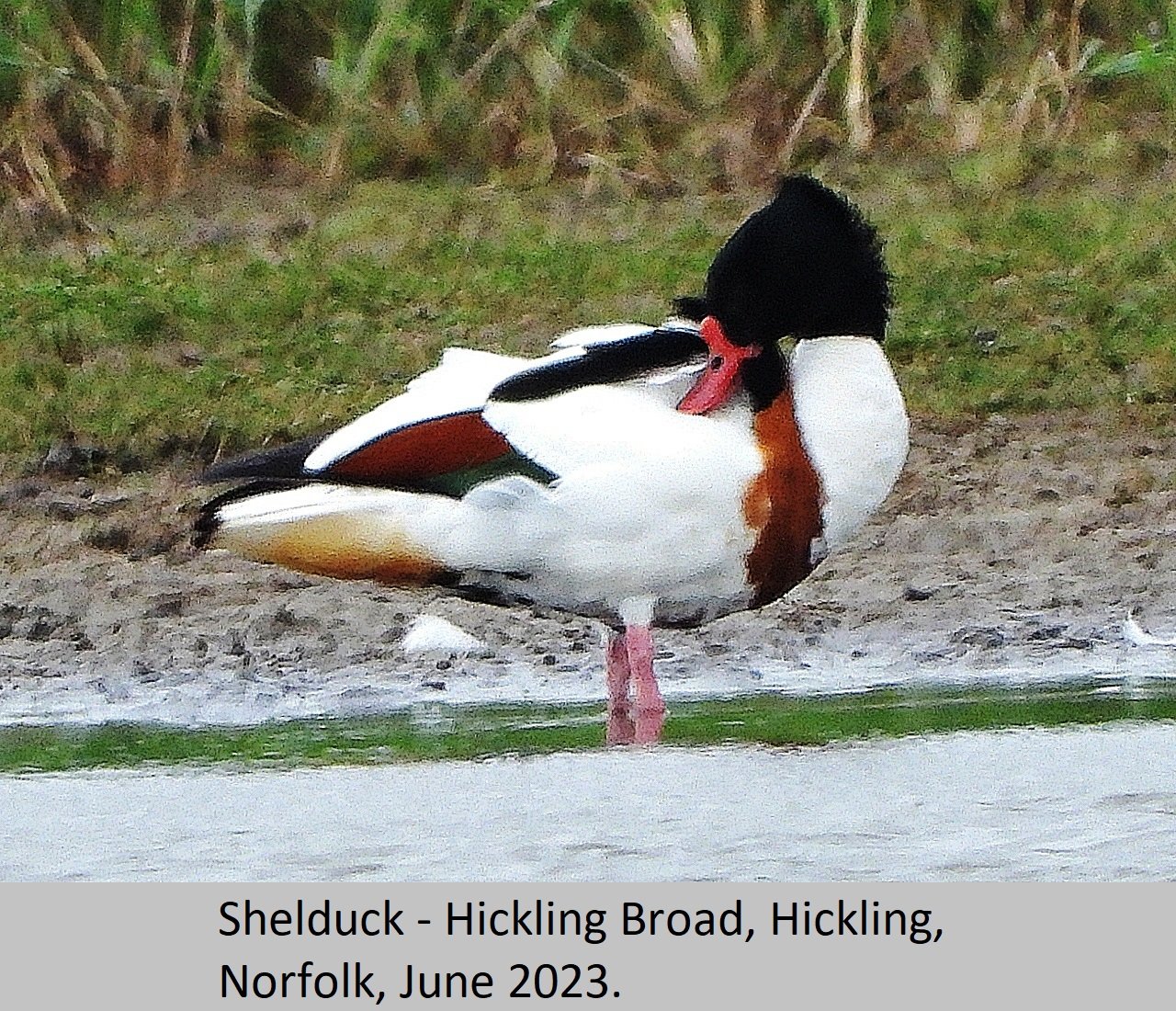 Shelducks